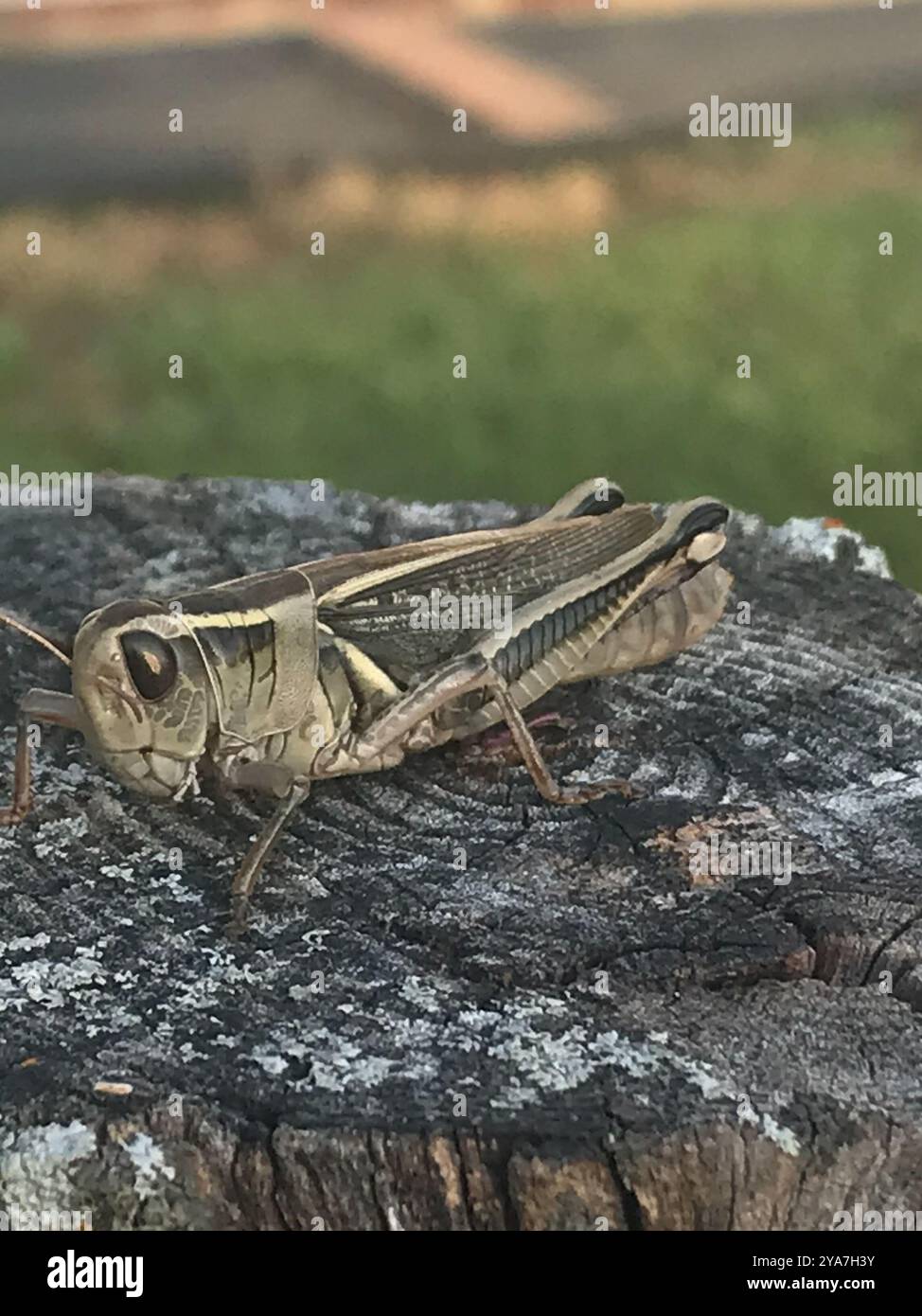 Two-striped Grasshopper (Melanoplus bivittatus) Insecta Stock Photo - Alamy