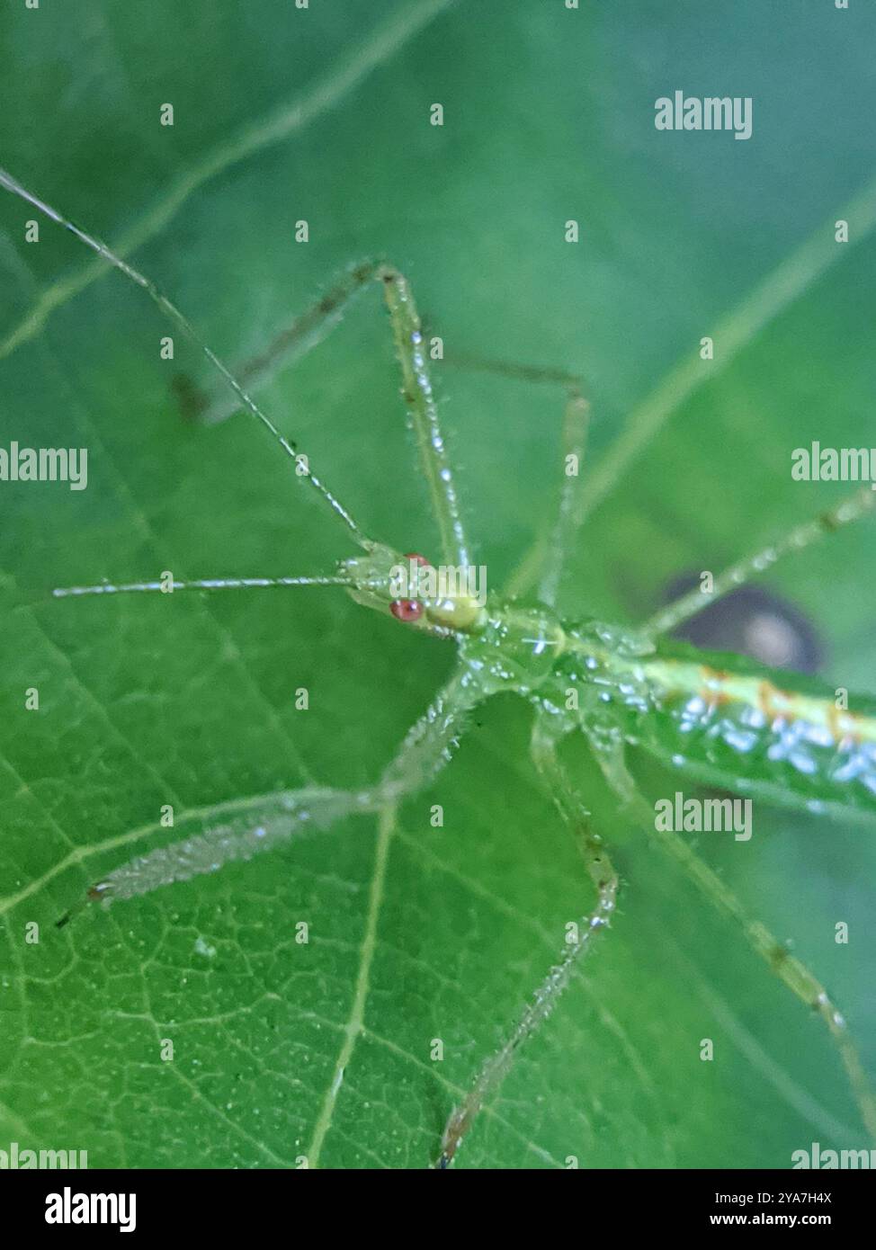 Pale Green Assassin Bug (Zelus luridus) Insecta Stock Photo - Alamy