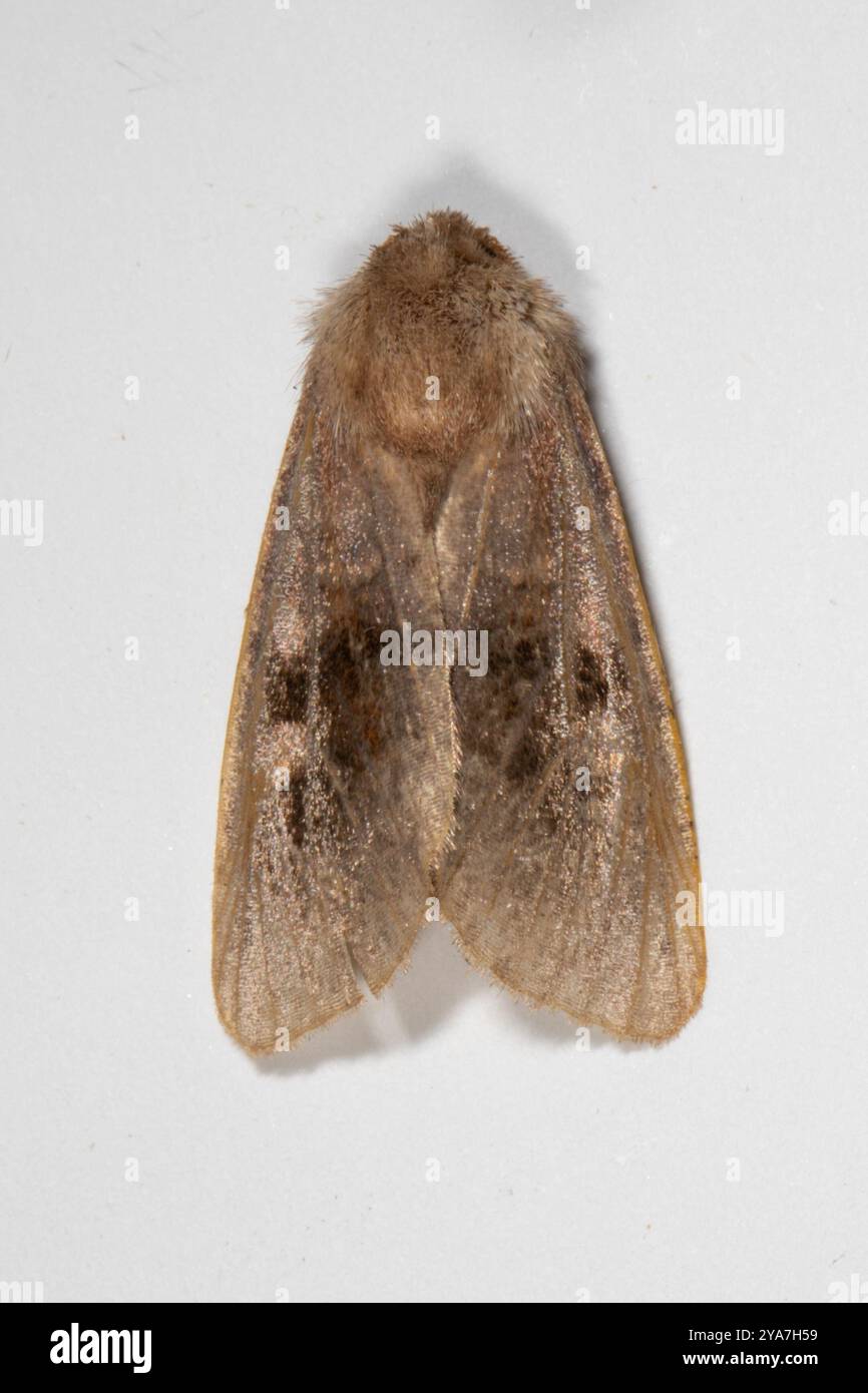 Bronzed Cutworm Moth (Nephelodes minians) Insecta Stock Photo - Alamy