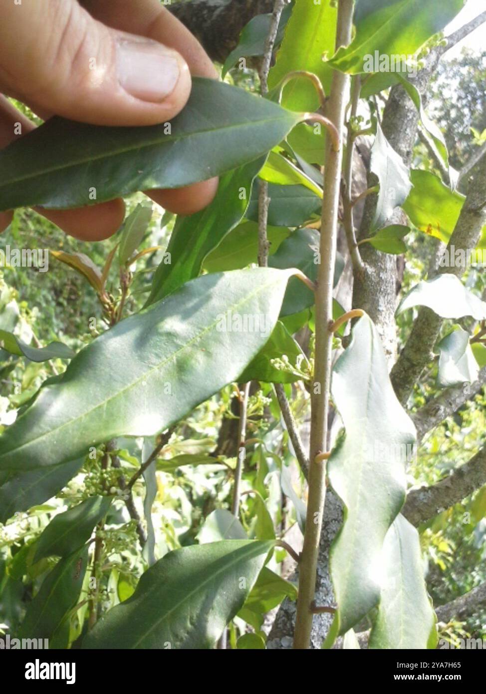 Cape Holly (Ilex mitis) Plantae Stock Photo - Alamy
