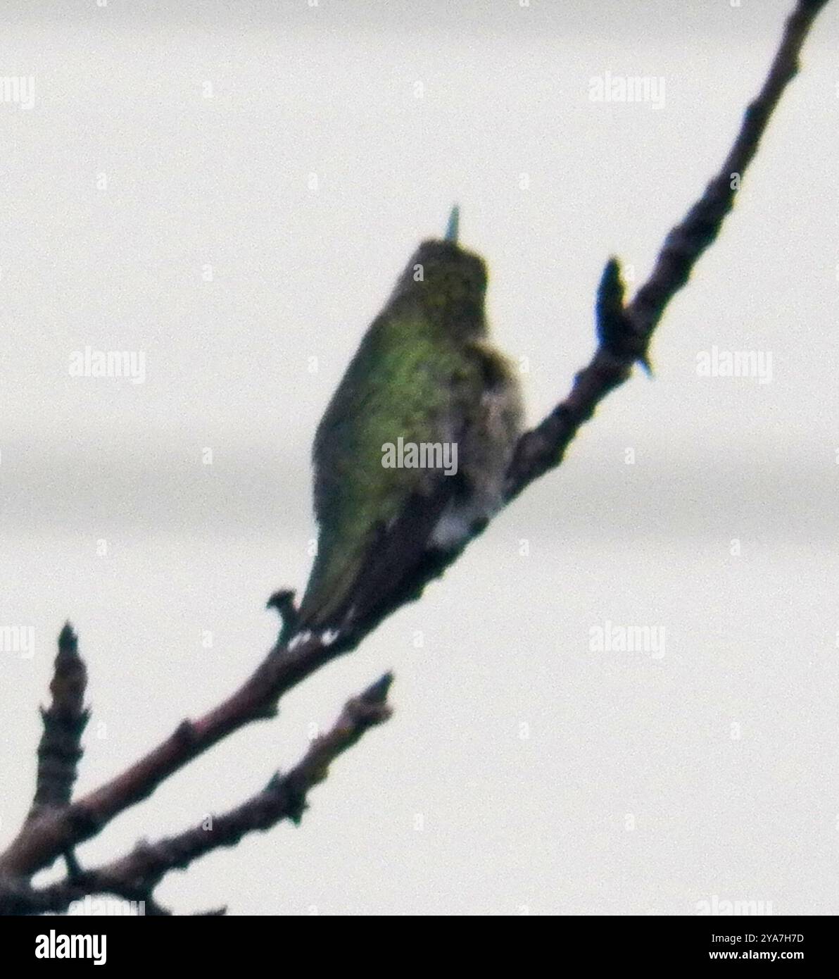 Ruby-throated Hummingbird (Archilochus colubris) Aves Stock Photo - Alamy