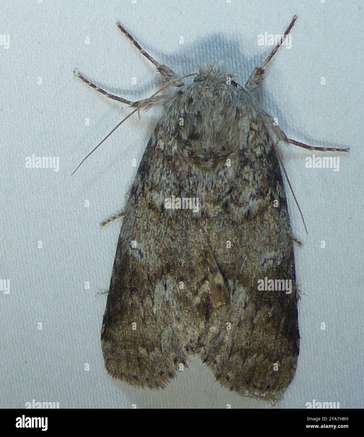 Variable Oakleaf Caterpillar Moth (Lochmaeus manteo) Insecta Stock ...