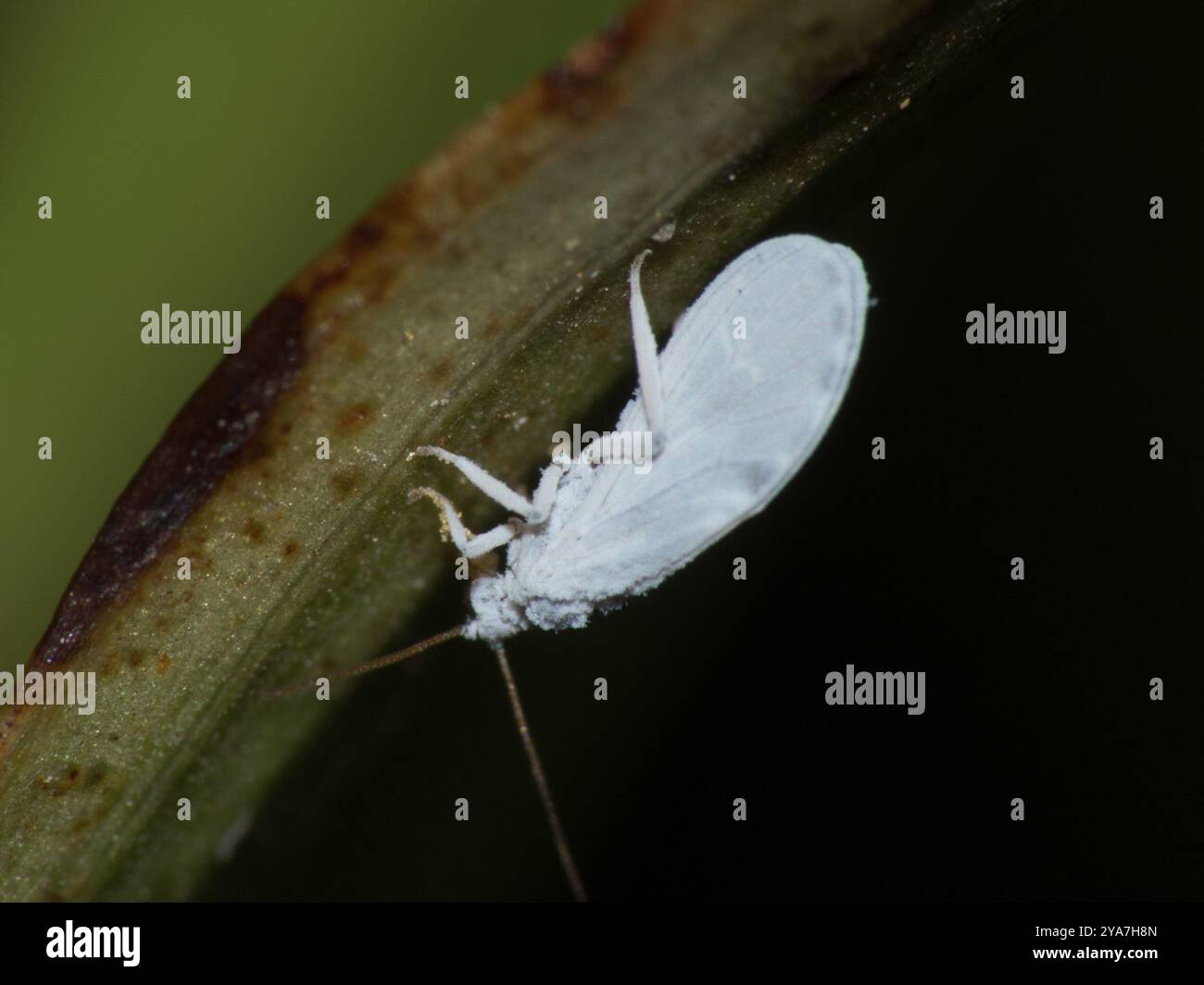 Dusty-winged Lacewings (Coniopterygidae) Insecta Stock Photo - Alamy
