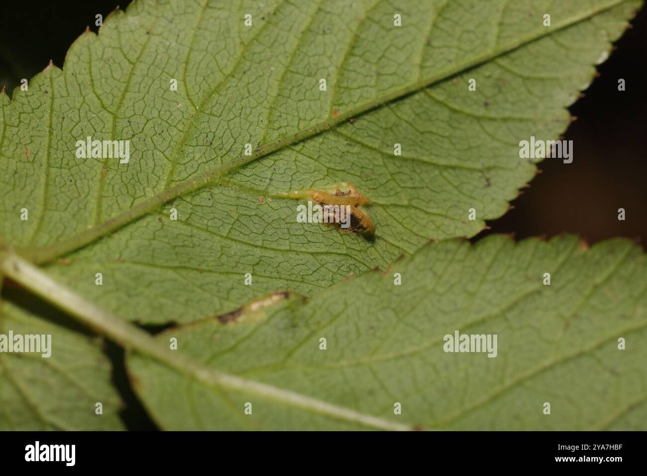 Macrosporus hi-res stock photography and images - Alamy