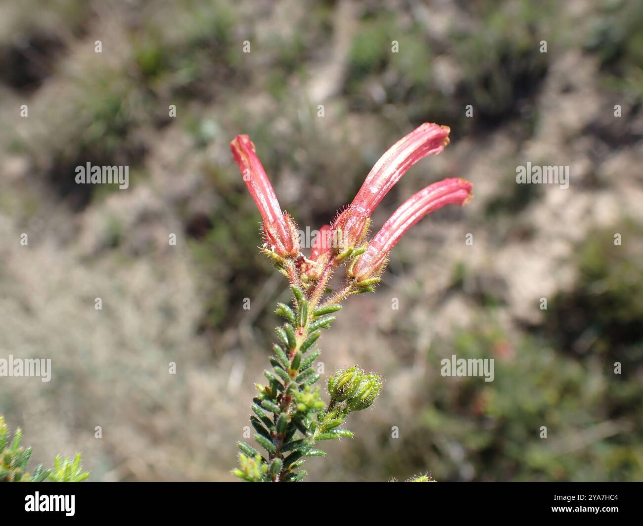 Common Glandular Heath (Erica glandulosa glandulosa) Plantae Stock ...