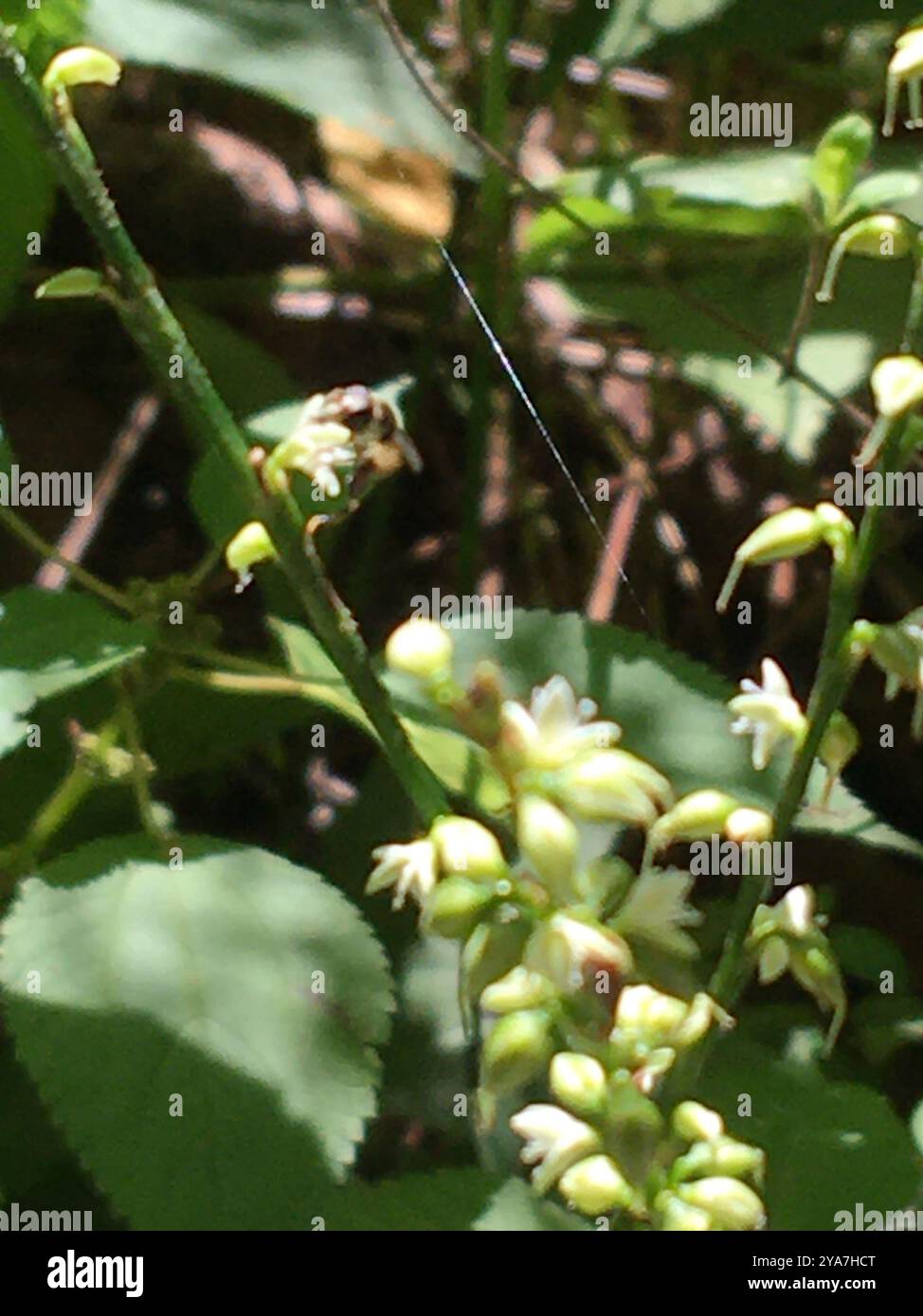 American jumpseed (Persicaria virginiana) Plantae Stock Photo - Alamy