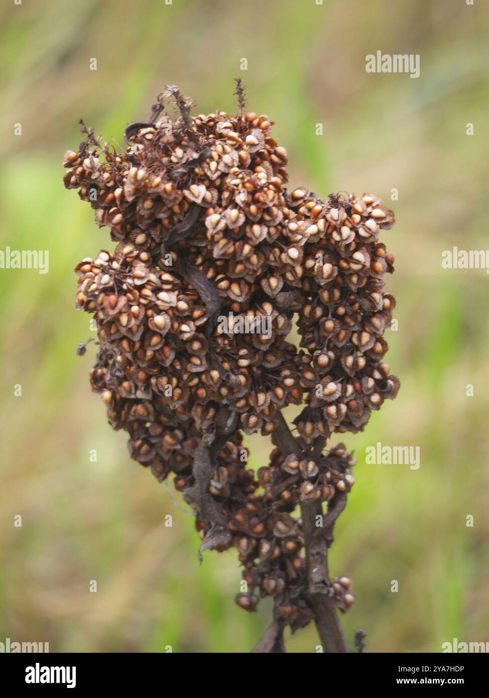 Japanese Dock (Rumex japonicus) Plantae Stock Photo - Alamy