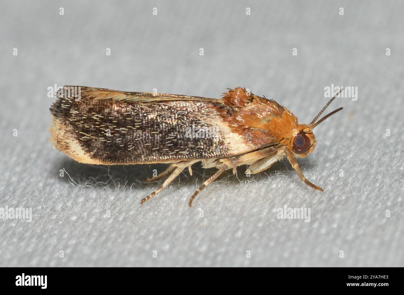 Yellow Spragueia Moth (Spragueia apicalis) Insecta Stock Photo - Alamy
