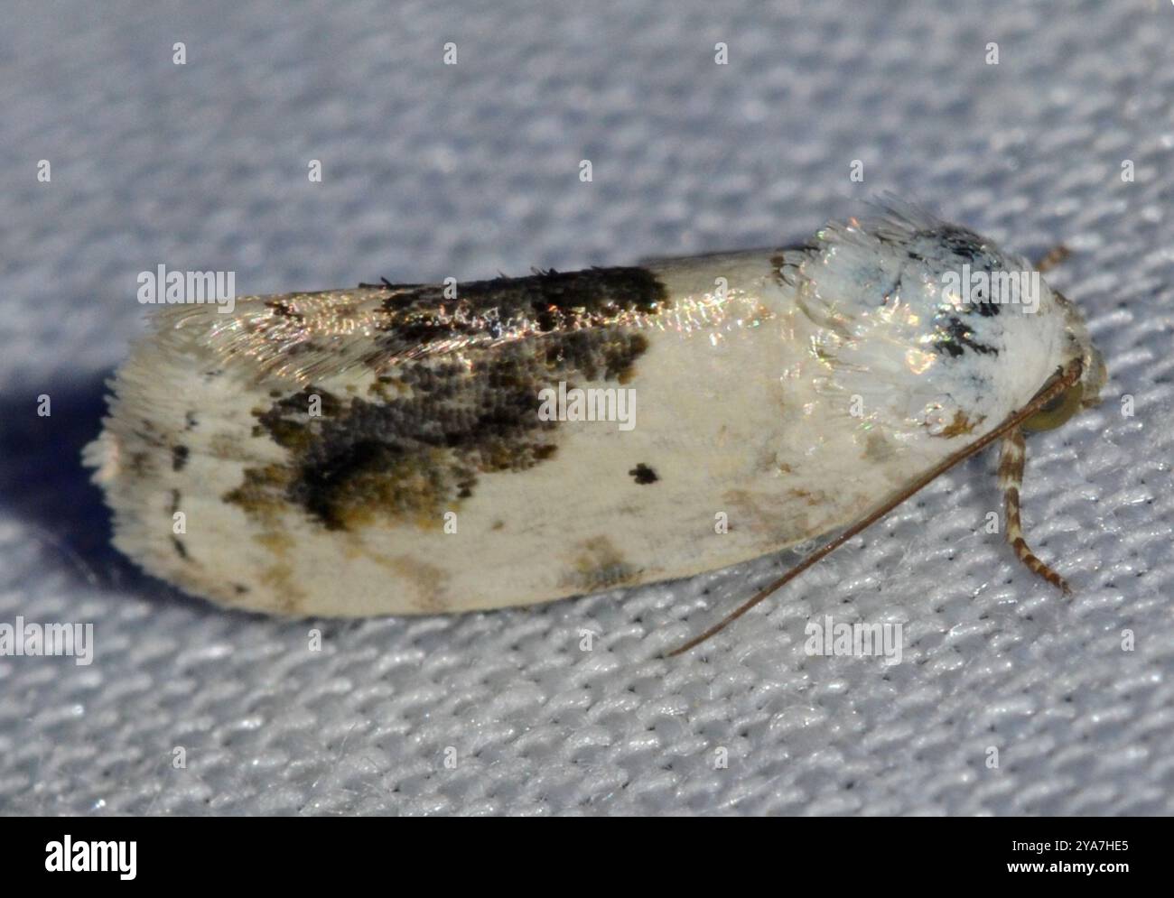 Small Bird-dropping Moth (Ponometia erastrioides) Insecta Stock Photo ...