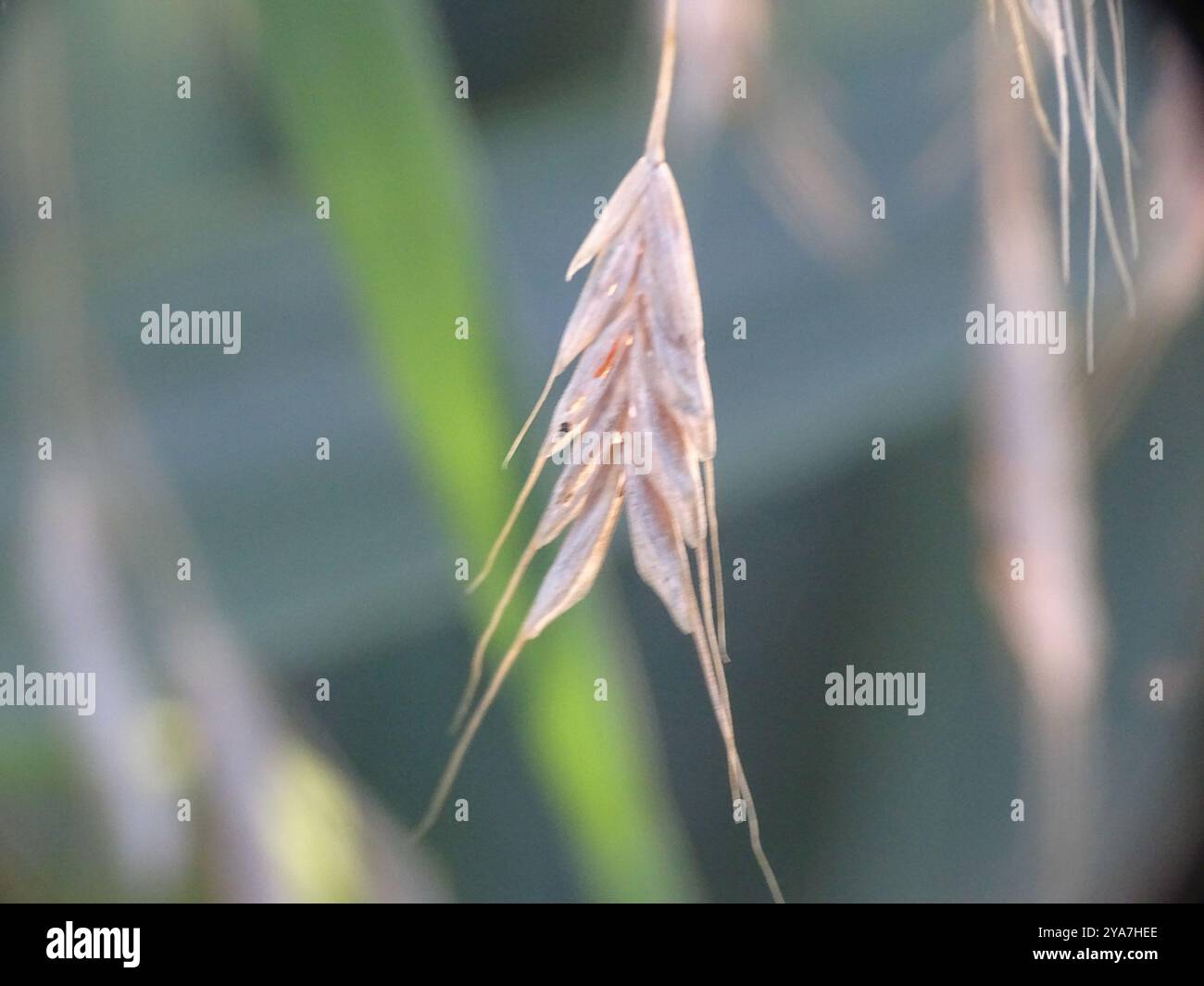 Japanese brome (Bromus japonicus) Plantae Stock Photo - Alamy
