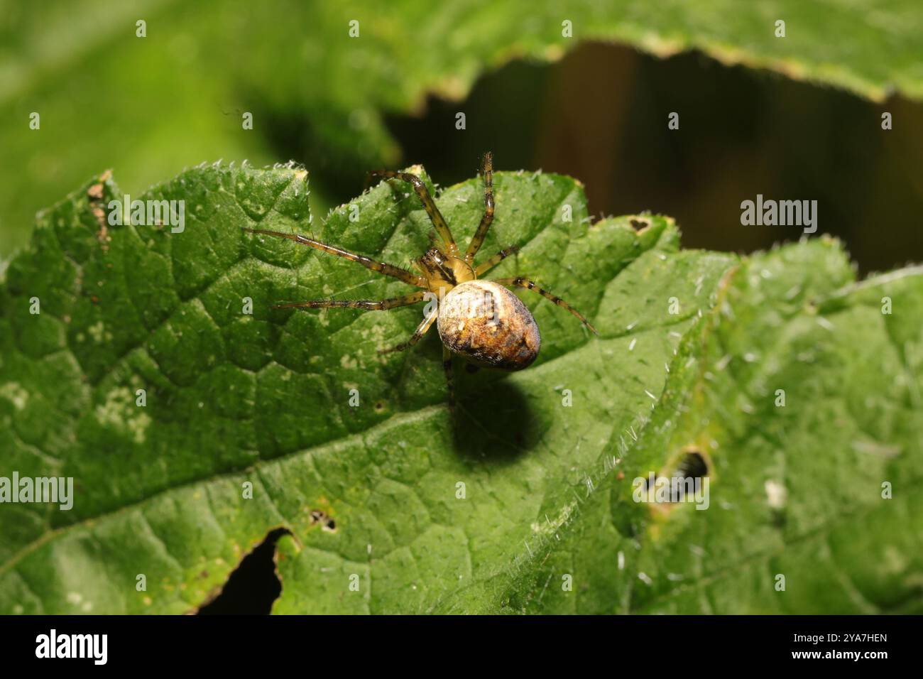 Eurasian armoured long jawed spider hi-res stock photography and images ...