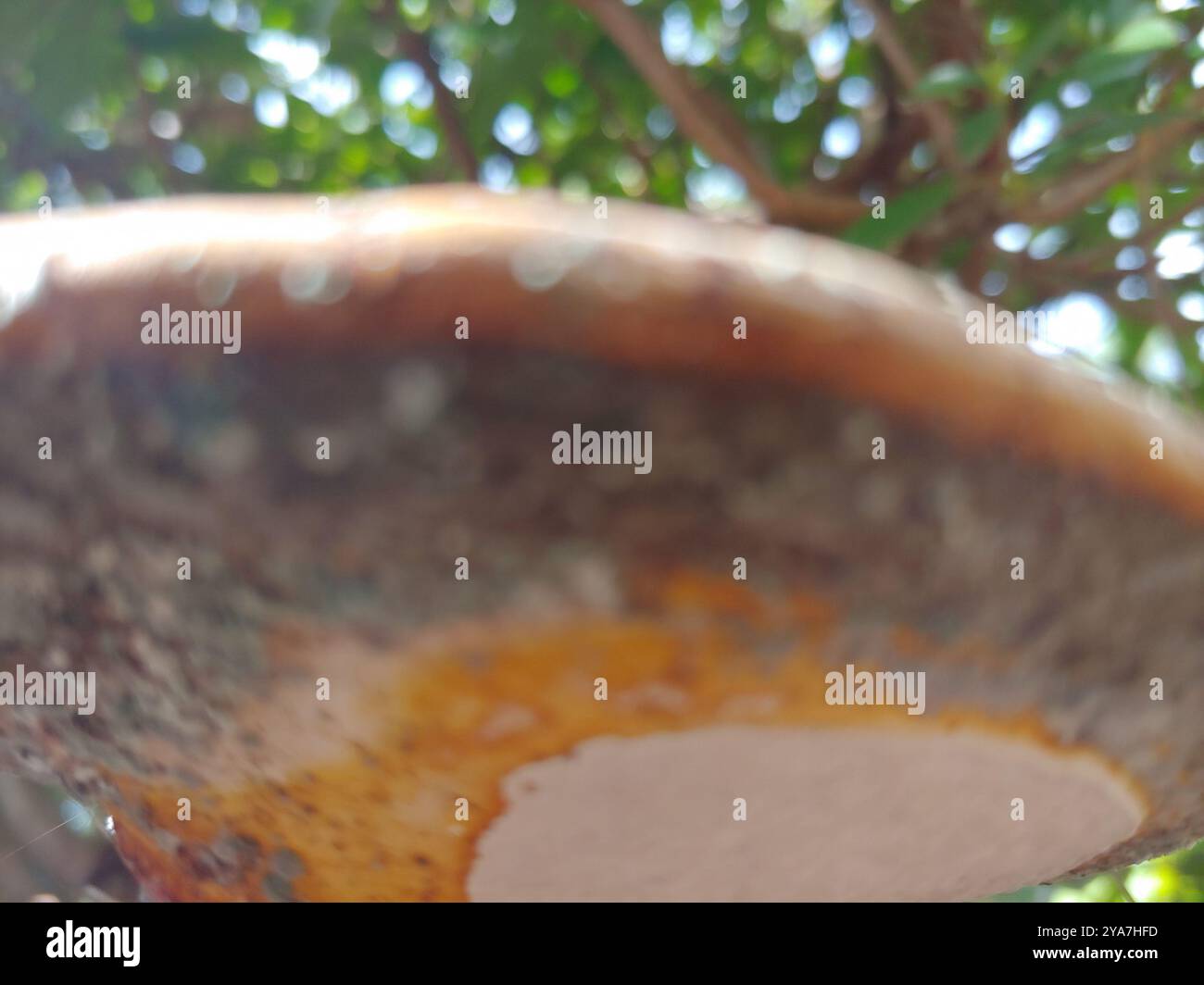 golden reishi (Ganoderma curtisii) Fungi Stock Photo - Alamy