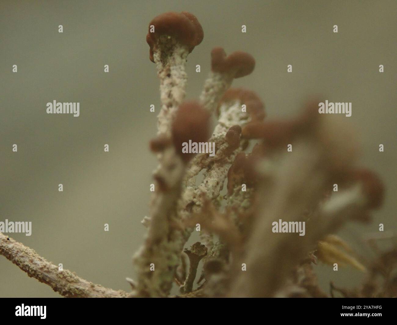 Split-peg Lichen (Cladonia cariosa) Fungi Stock Photo - Alamy