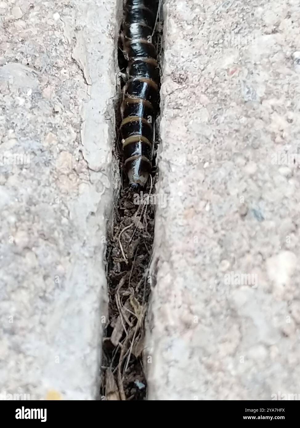 Glowworm Beetles (Phengodidae) Insecta Stock Photo - Alamy