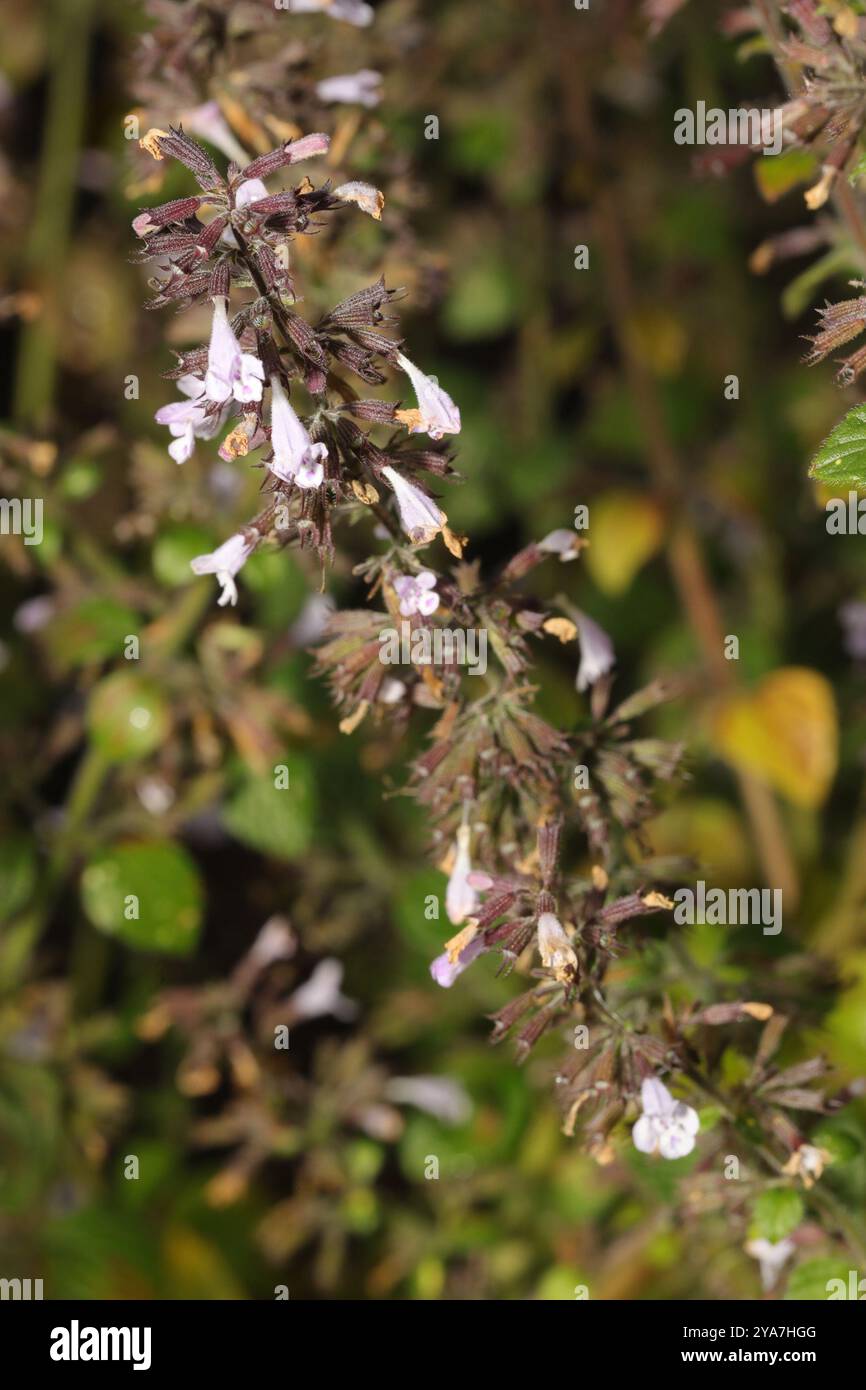 Common Calamint (Clinopodium menthifolium ascendens) Plantae Stock ...