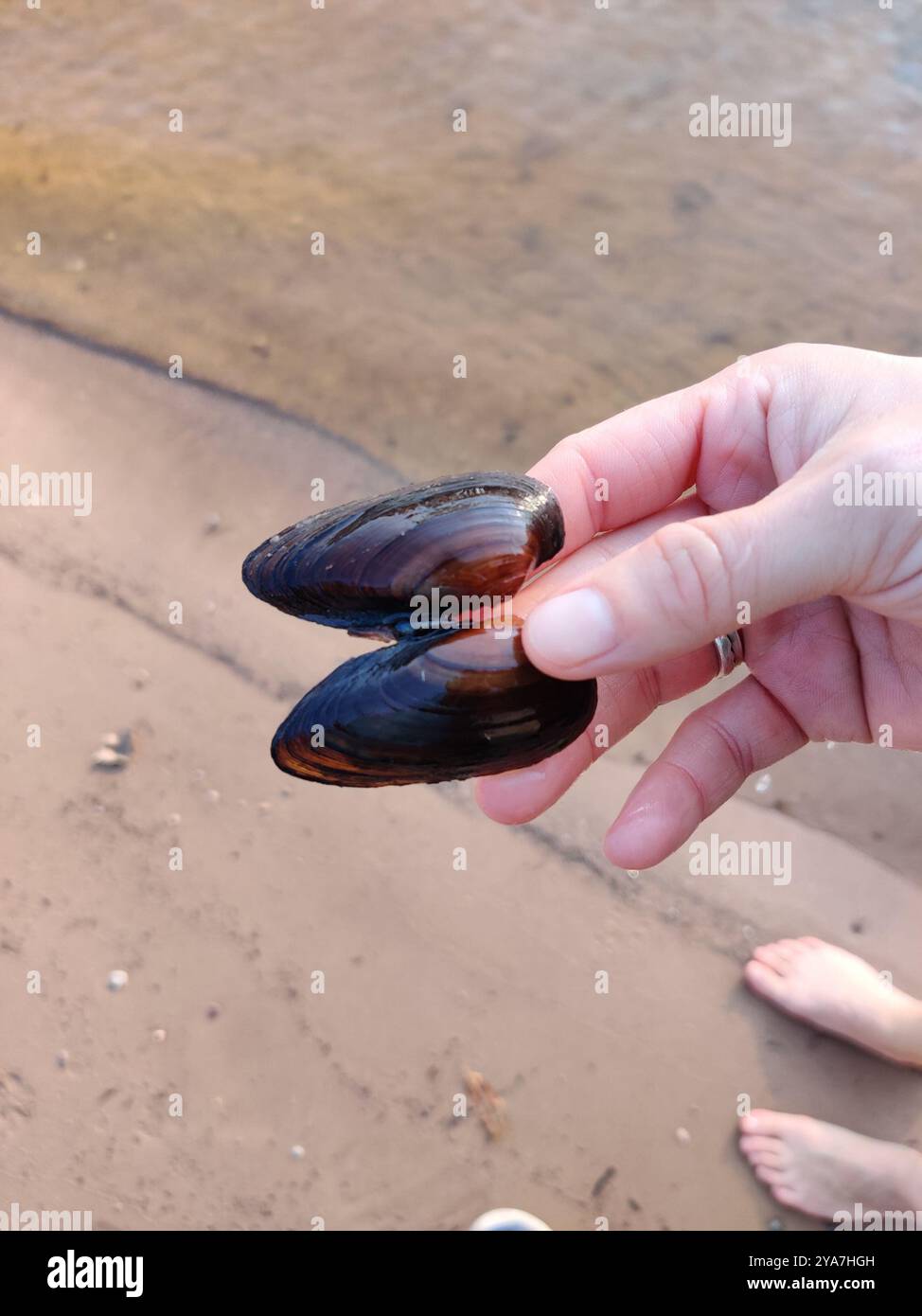 Swollen River-mussel (Unio tumidus) Mollusca Stock Photo - Alamy