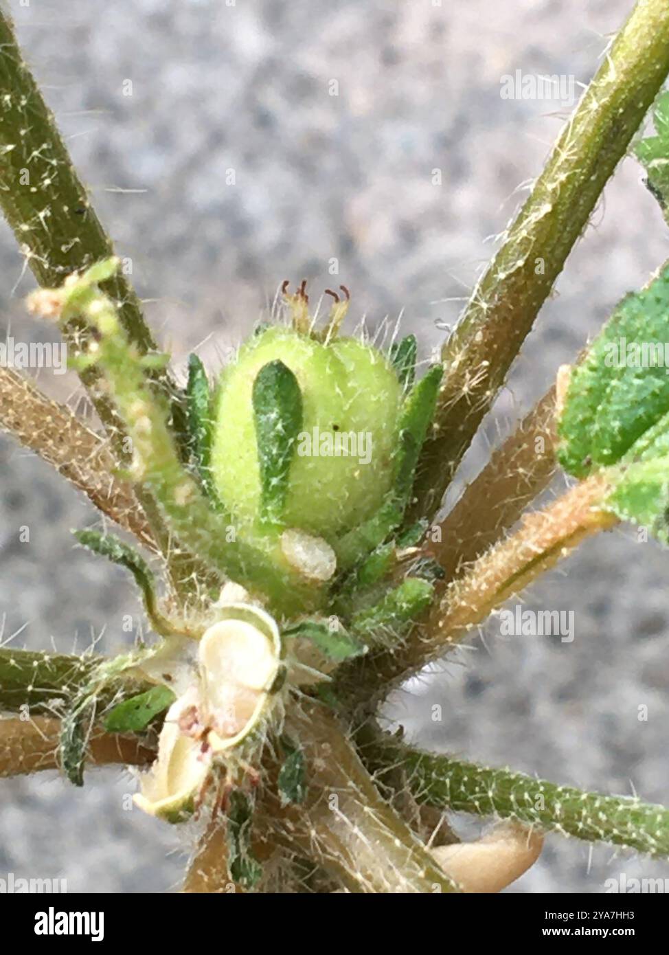 Tropic Croton (Croton glandulosus) Plantae Stock Photo - Alamy