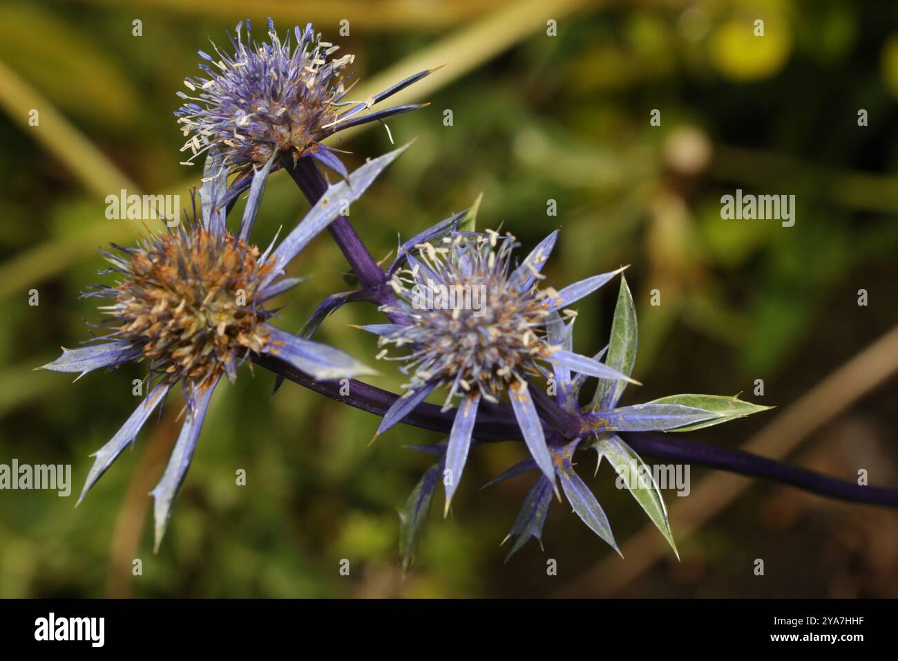 Moroccan eryngo (Eryngium variifolium) Plantae Stock Photo - Alamy
