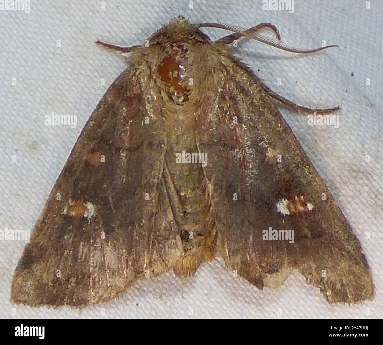 Signate Quaker (Tricholita signata) Insecta Stock Photo - Alamy