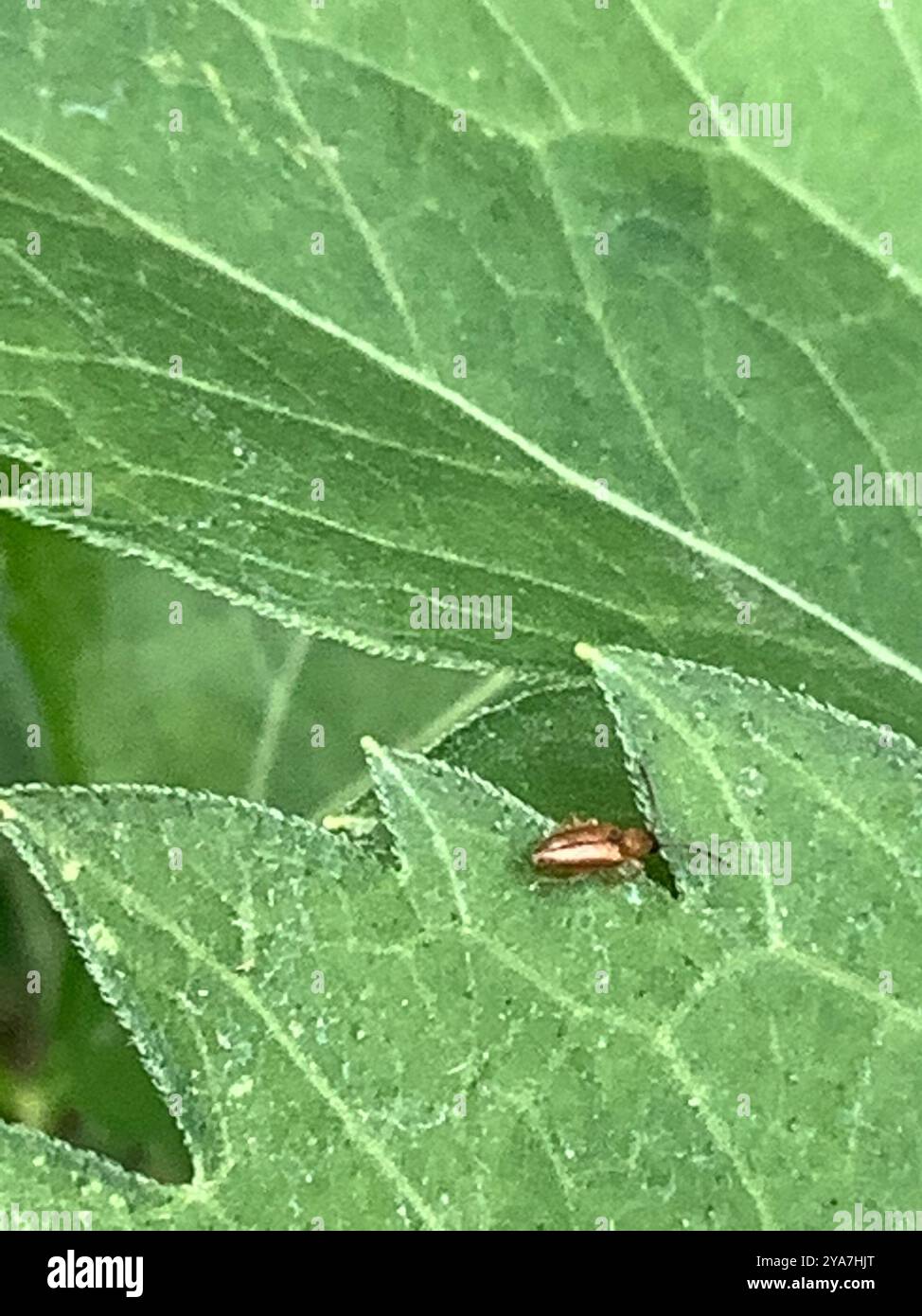 Leaf Beetles and Allies (Chrysomeloidea) Insecta Stock Photo - Alamy