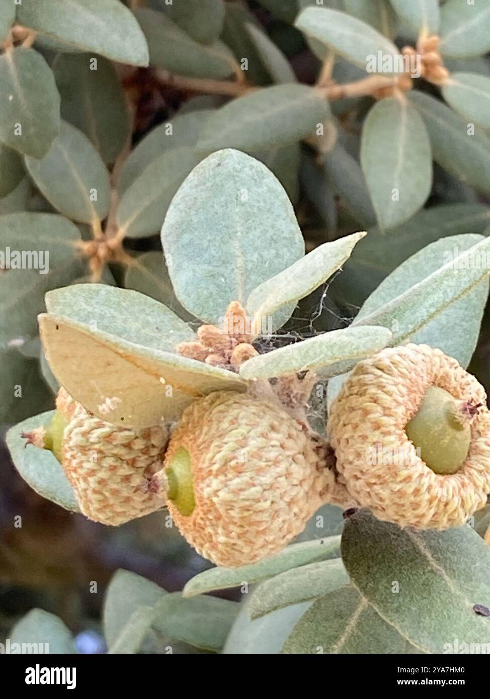sweet acorn oak (Quercus rotundifolia) Plantae Stock Photo - Alamy