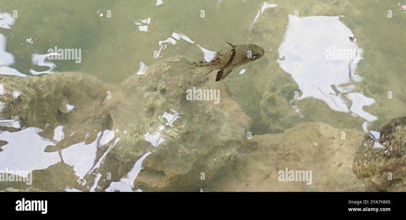 Orbicular Cardinalfish (Sphaeramia orbicularis) Actinopterygii Stock ...