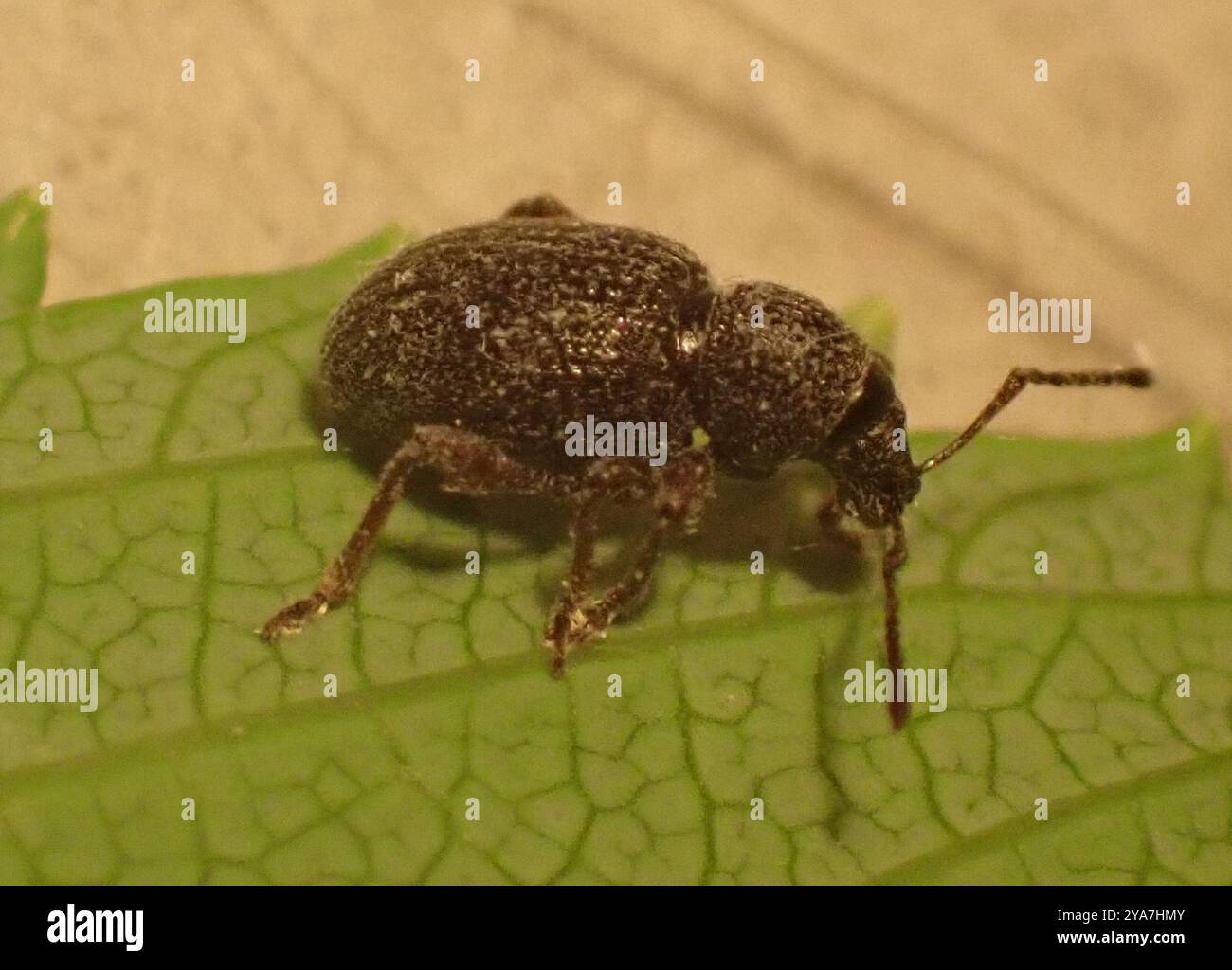 Strawberry Root Weevil (Otiorhynchus ovatus) Insecta Stock Photo - Alamy