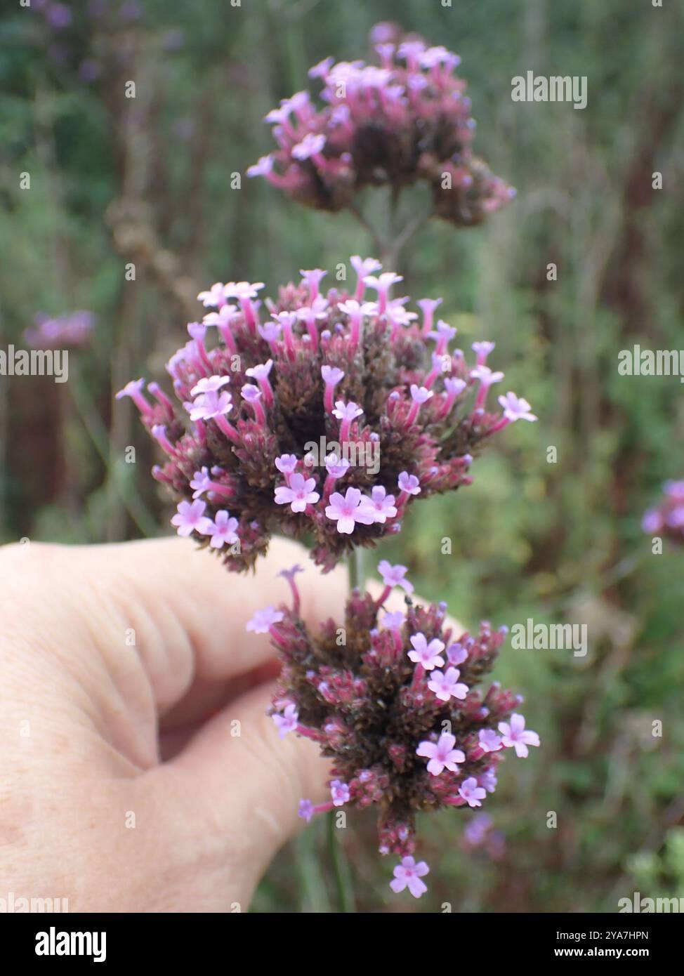 purpletop vervain (Verbena bonariensis) Plantae Stock Photo - Alamy