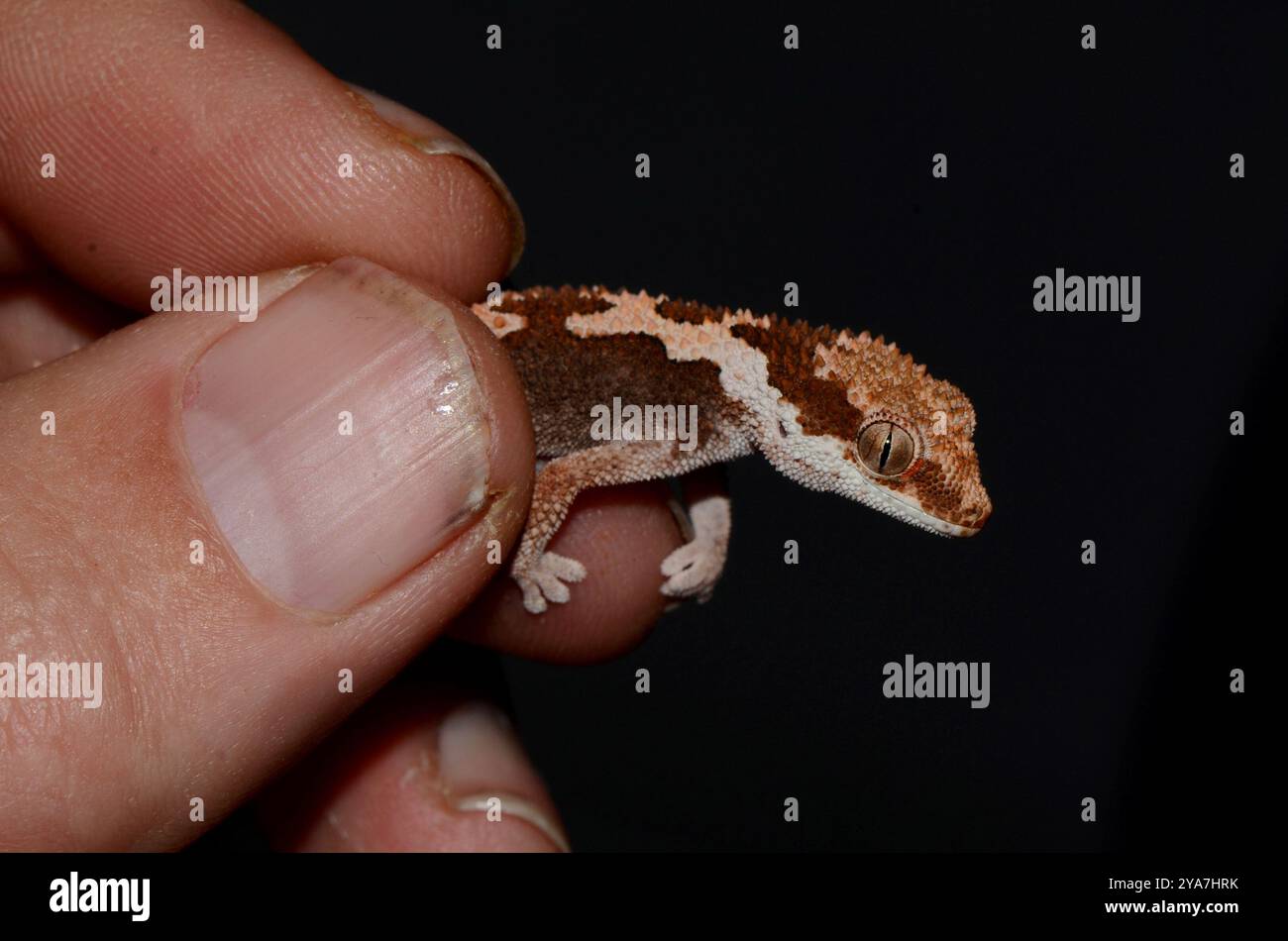 Rough thick toed gecko hi-res stock photography and images - Alamy