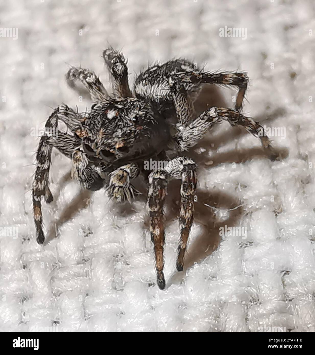 Attulus pubescens hi-res stock photography and images - Alamy