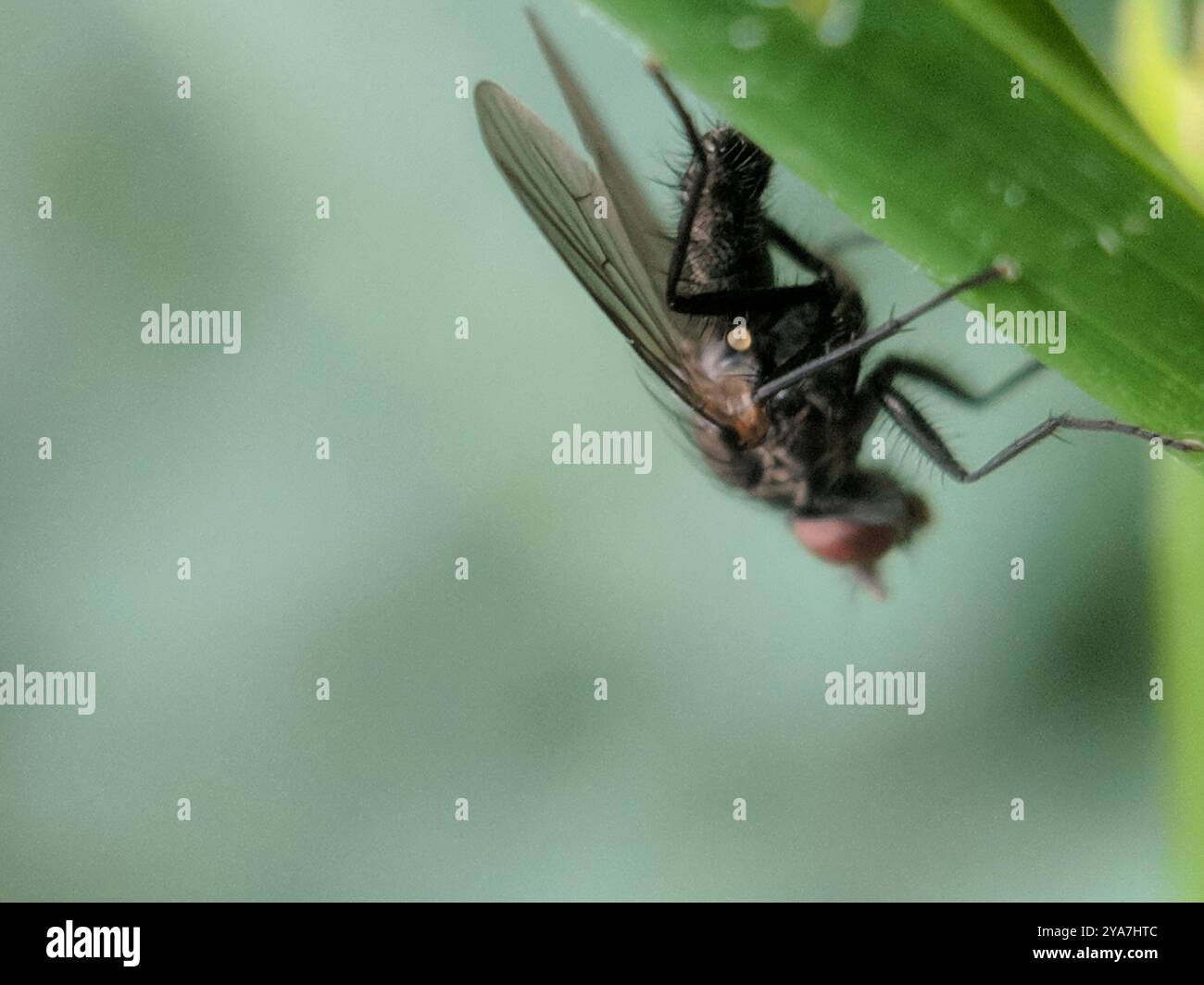 Root-maggot Flies (Anthomyiidae) Insecta Stock Photo - Alamy