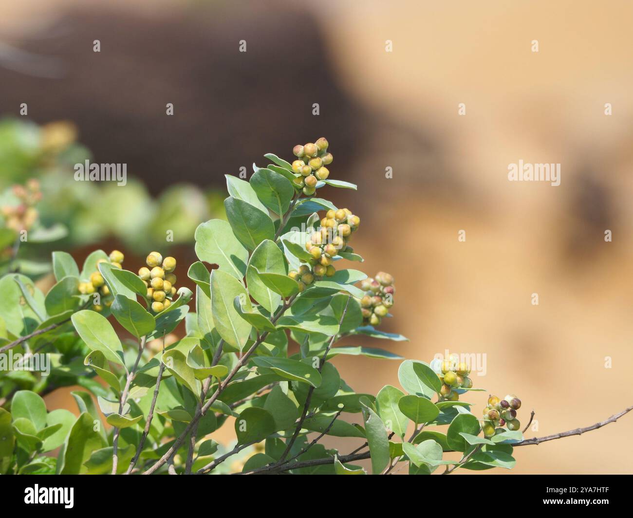 Beach Vitex (Vitex rotundifolia) Plantae Stock Photo - Alamy