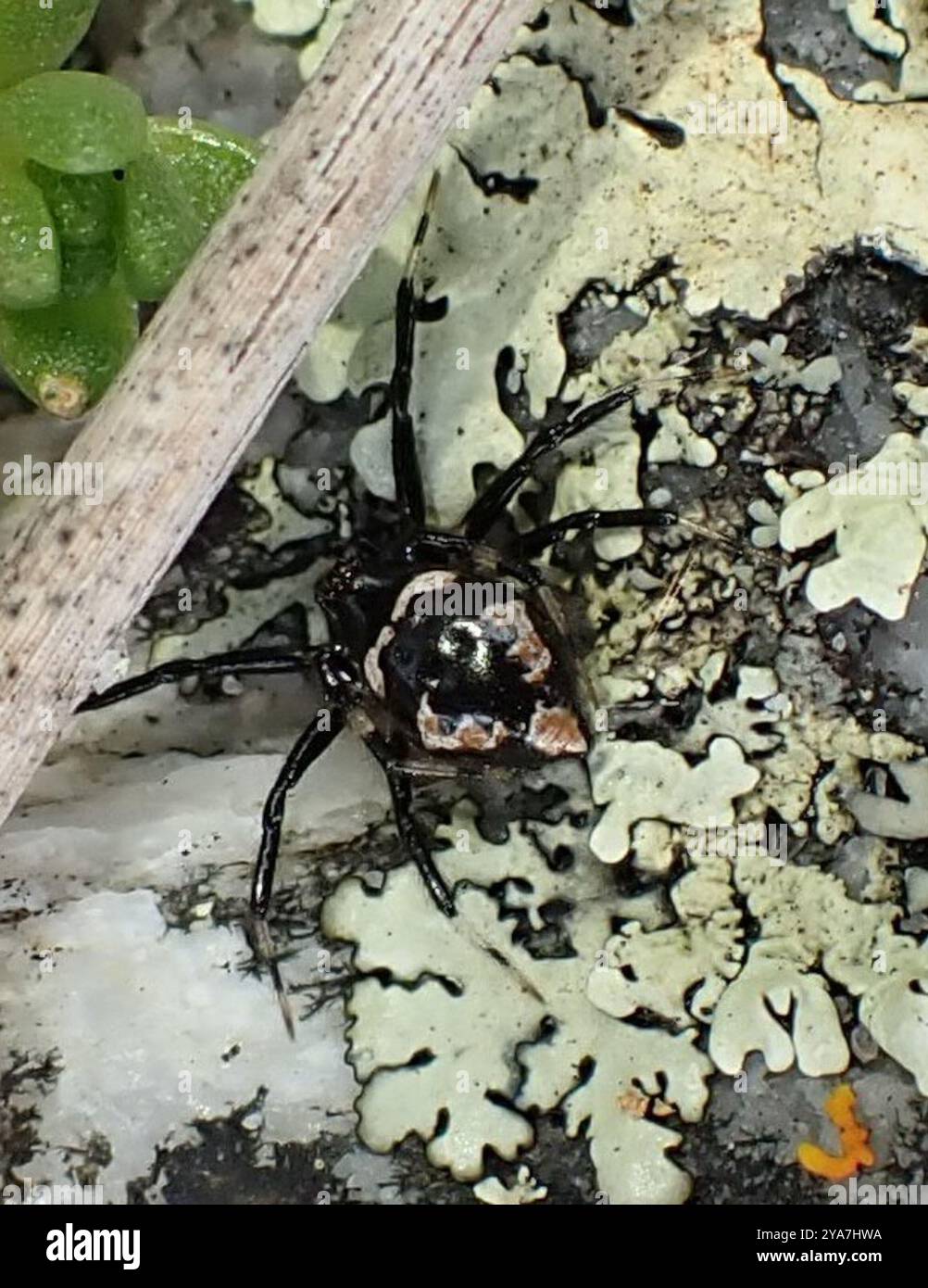 Ant-eating Spiders (Euryopis) Arachnida Stock Photo - Alamy