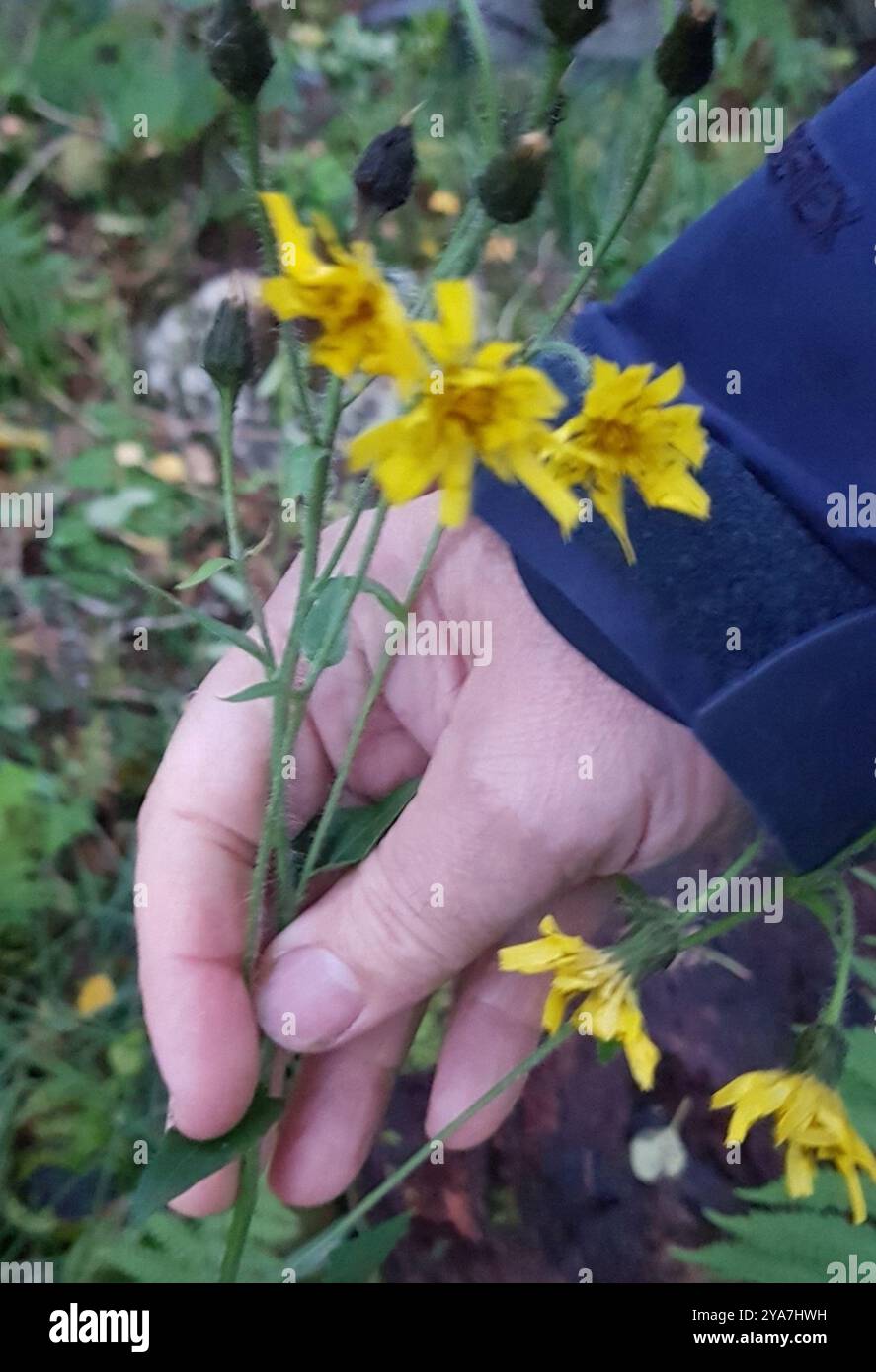 narrow-leaved hawksbeard (Crepis tectorum) Plantae Stock Photo - Alamy