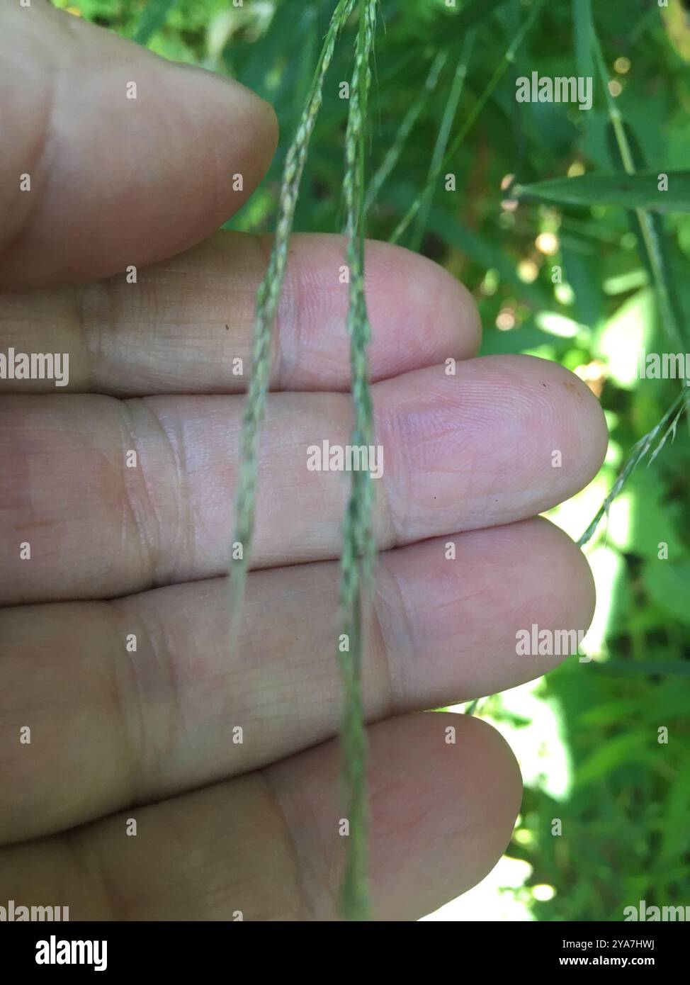 grasses, sedges, cattails, and allies (Poales) Plantae Stock Photo - Alamy