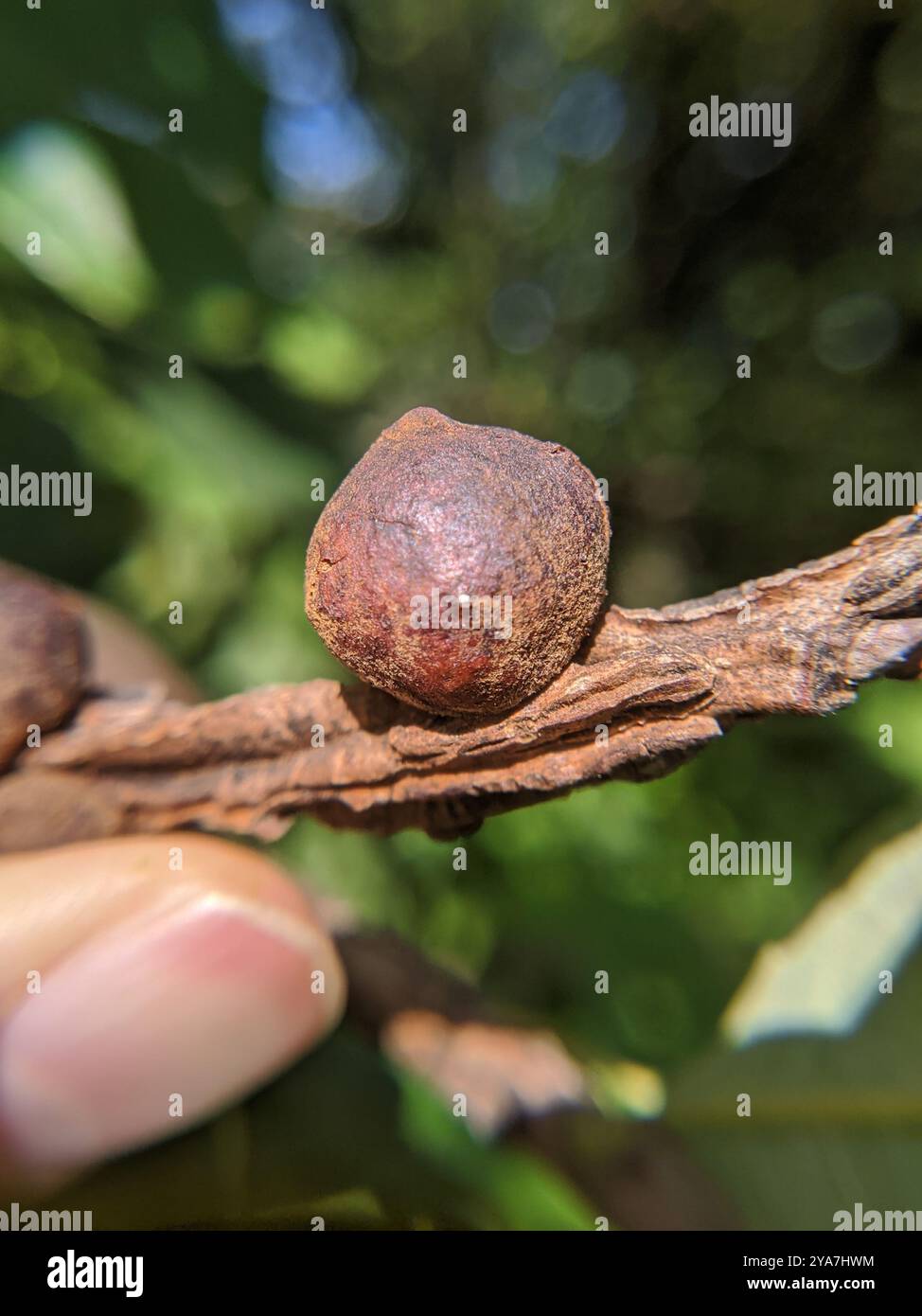 Oak Rough Bulletgall Wasp (Disholcaspis quercusmamma) Insecta Stock ...