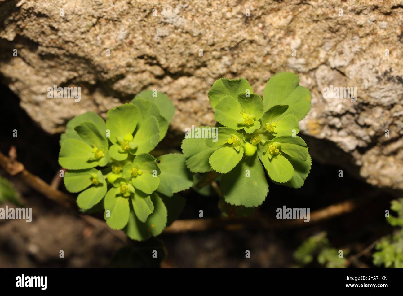 Sun spurge (Euphorbia helioscopia) Plantae Stock Photo - Alamy