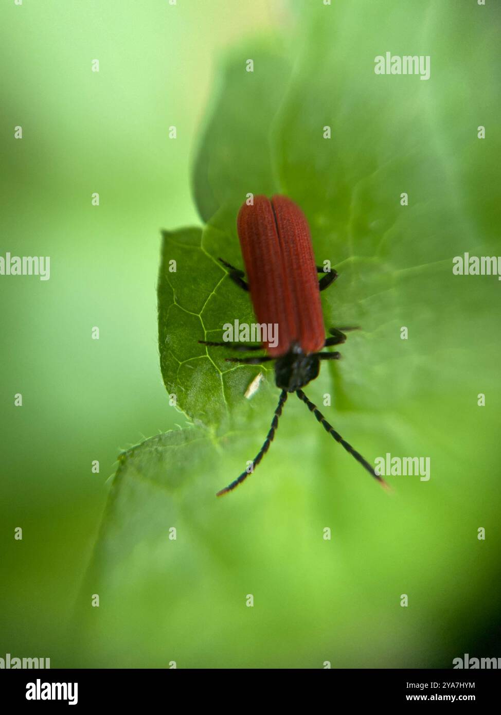 (Platycis minutus) Insecta Stock Photo - Alamy