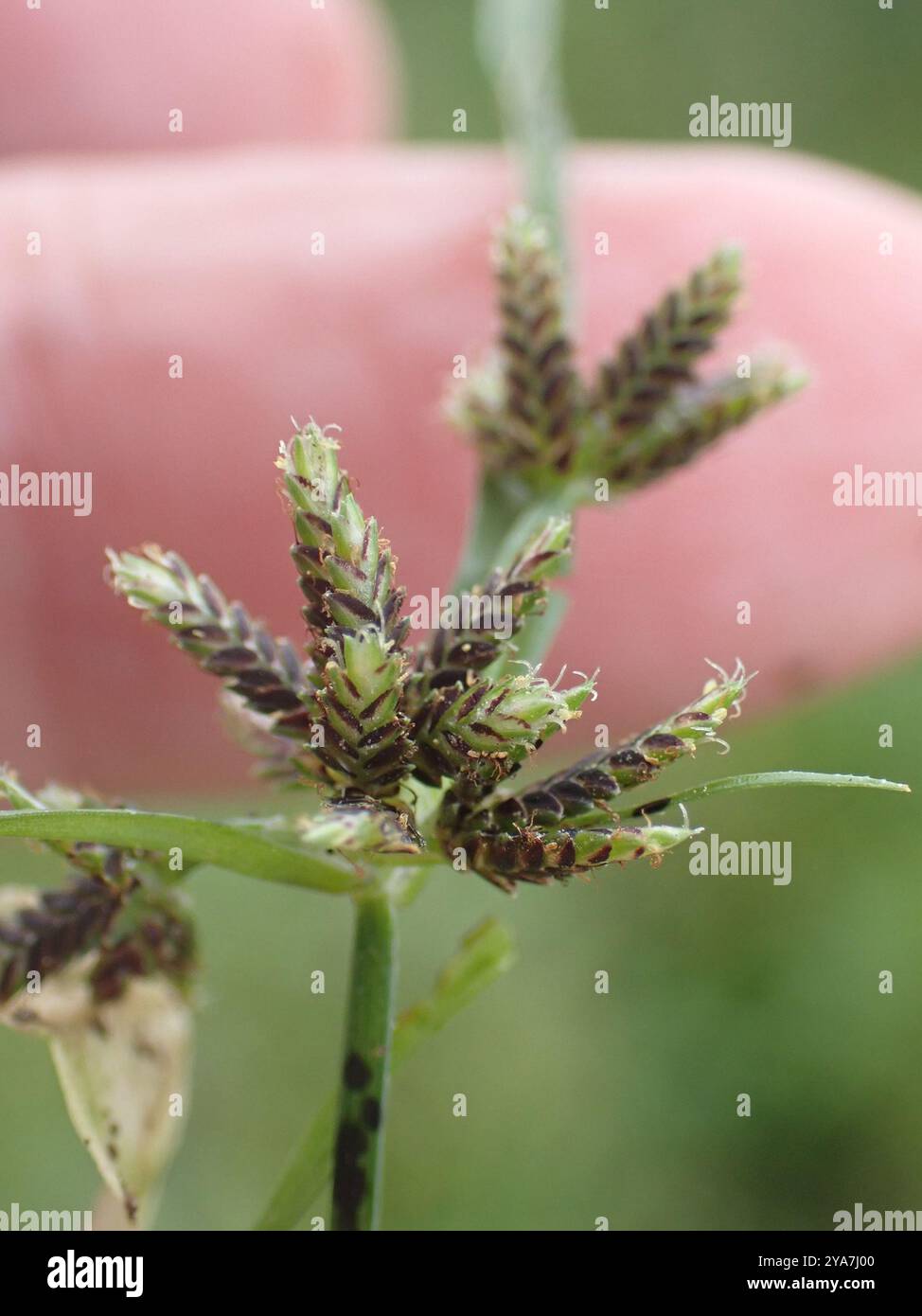Brown Flatsedge (Cyperus fuscus) Plantae Stock Photo - Alamy