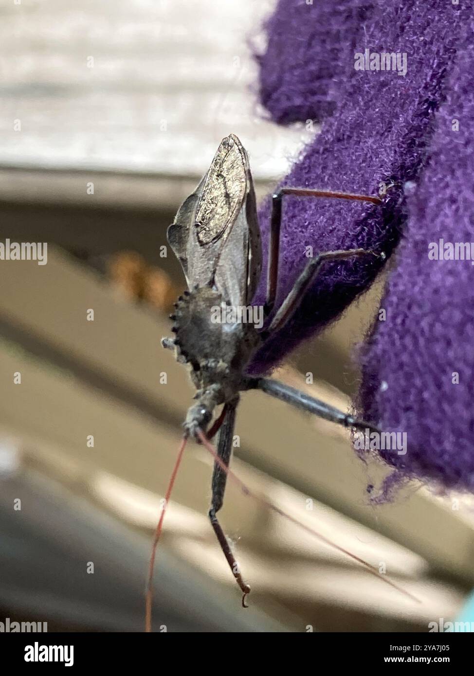 North American Wheel Bug (Arilus cristatus) Insecta Stock Photo - Alamy