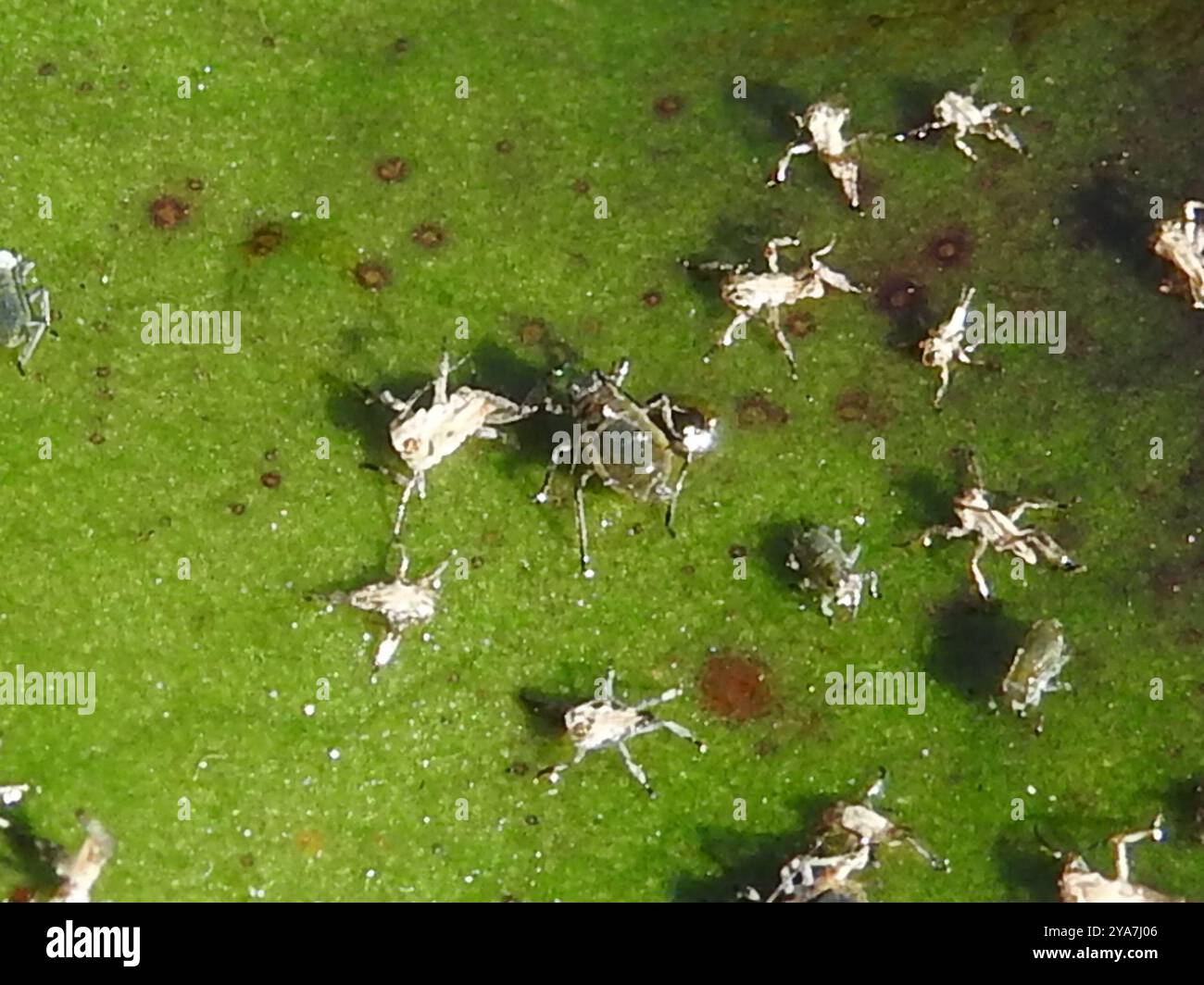 waterlily aphid (Rhopalosiphum nymphaeae) Insecta Stock Photo - Alamy