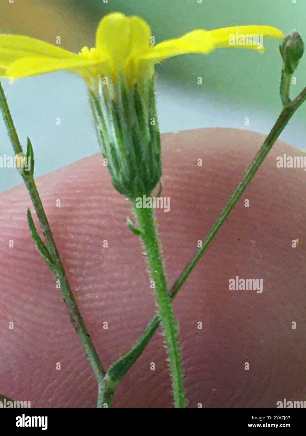 Slender Scratch Daisy (Croptilon divaricatum) Plantae Stock Photo - Alamy