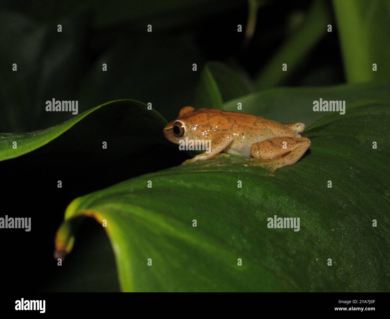 Tinker Reed Frog (Hyperolius tuberilinguis) Amphibia Stock Photo - Alamy
