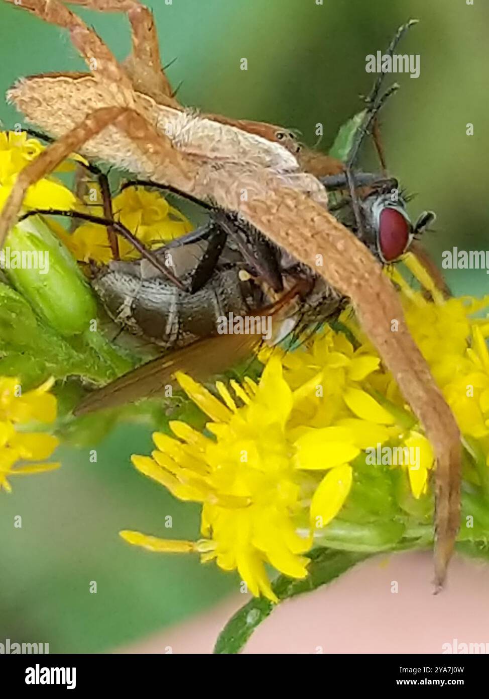 Calyptrate Flies (Calyptratae) Insecta Stock Photo - Alamy