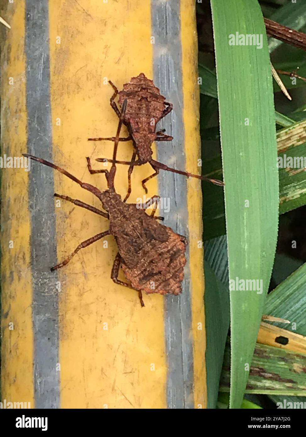 Dock Bug (Coreus marginatus) Insecta Stock Photo - Alamy