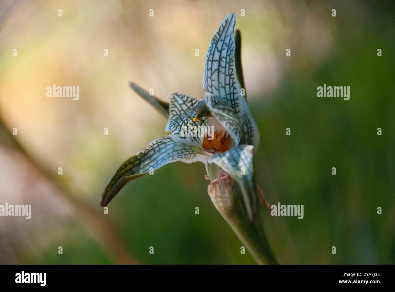 Porcelain orchid (Chloraea magellanica) Plantae Stock Photo - Alamy