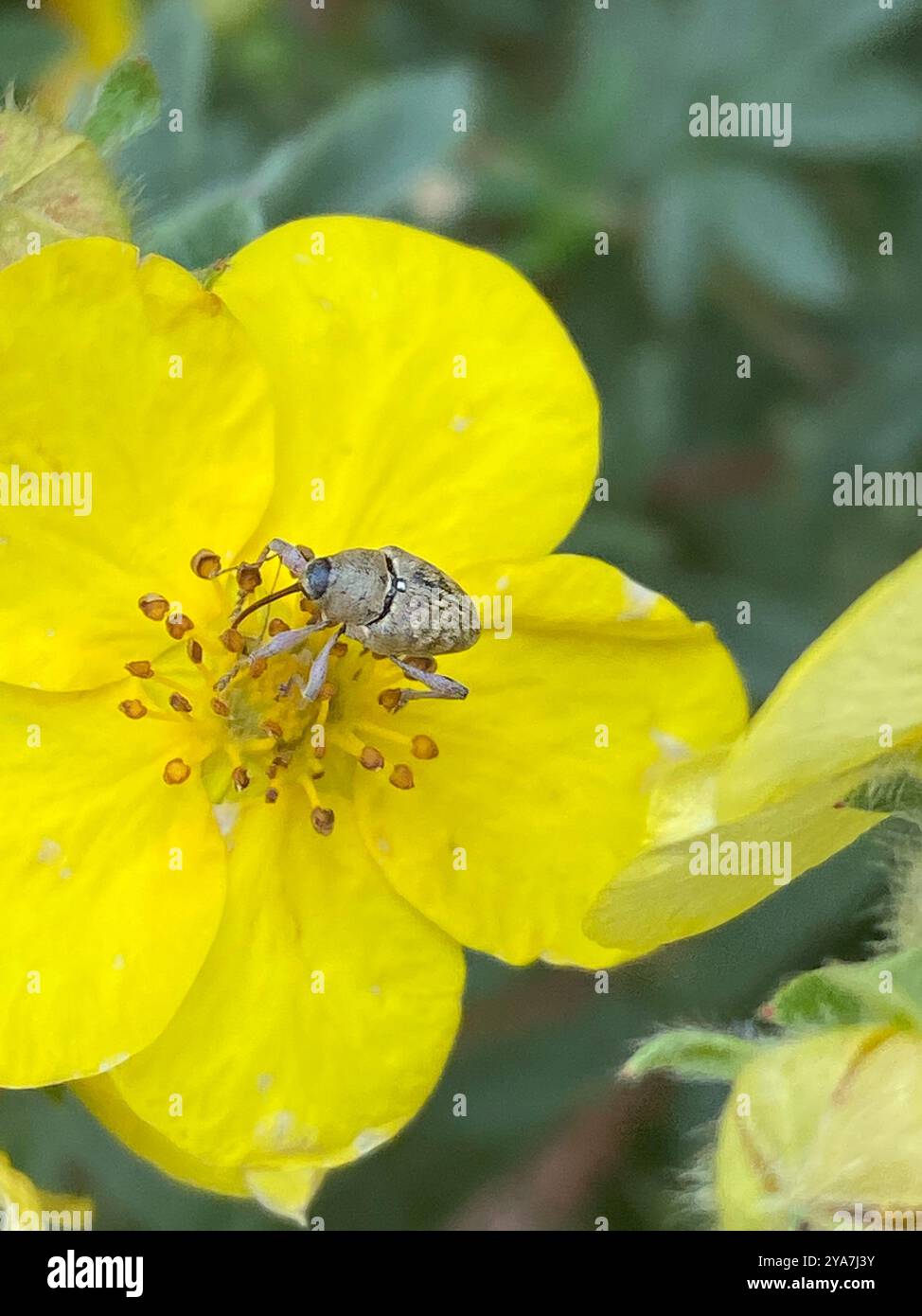 Nut and Acorn Weevils (Curculio) Insecta Stock Photo - Alamy