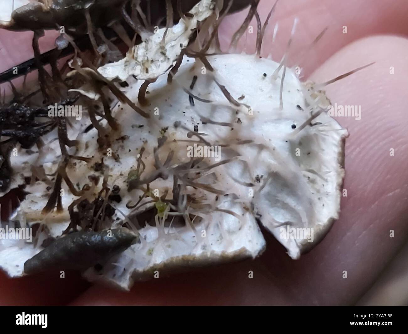 scaly pelt lichen (Peltigera praetextata) Fungi Stock Photo - Alamy