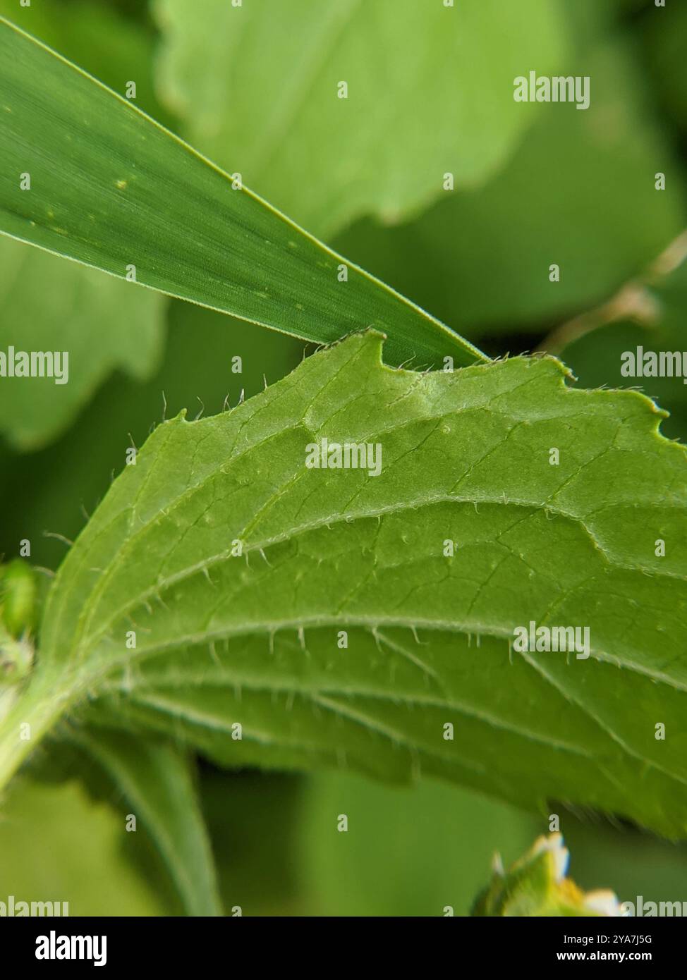 shaggy soldier (Galinsoga quadriradiata) Plantae Stock Photo - Alamy