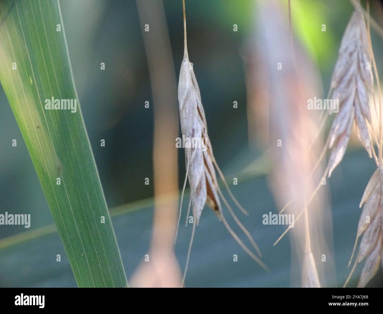 Japanese brome (Bromus japonicus) Plantae Stock Photo - Alamy